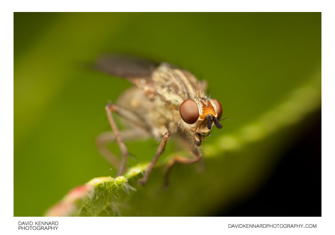 Common yellow dung fly (Scathophaga stercoraria) (VII) · David Kennard ...