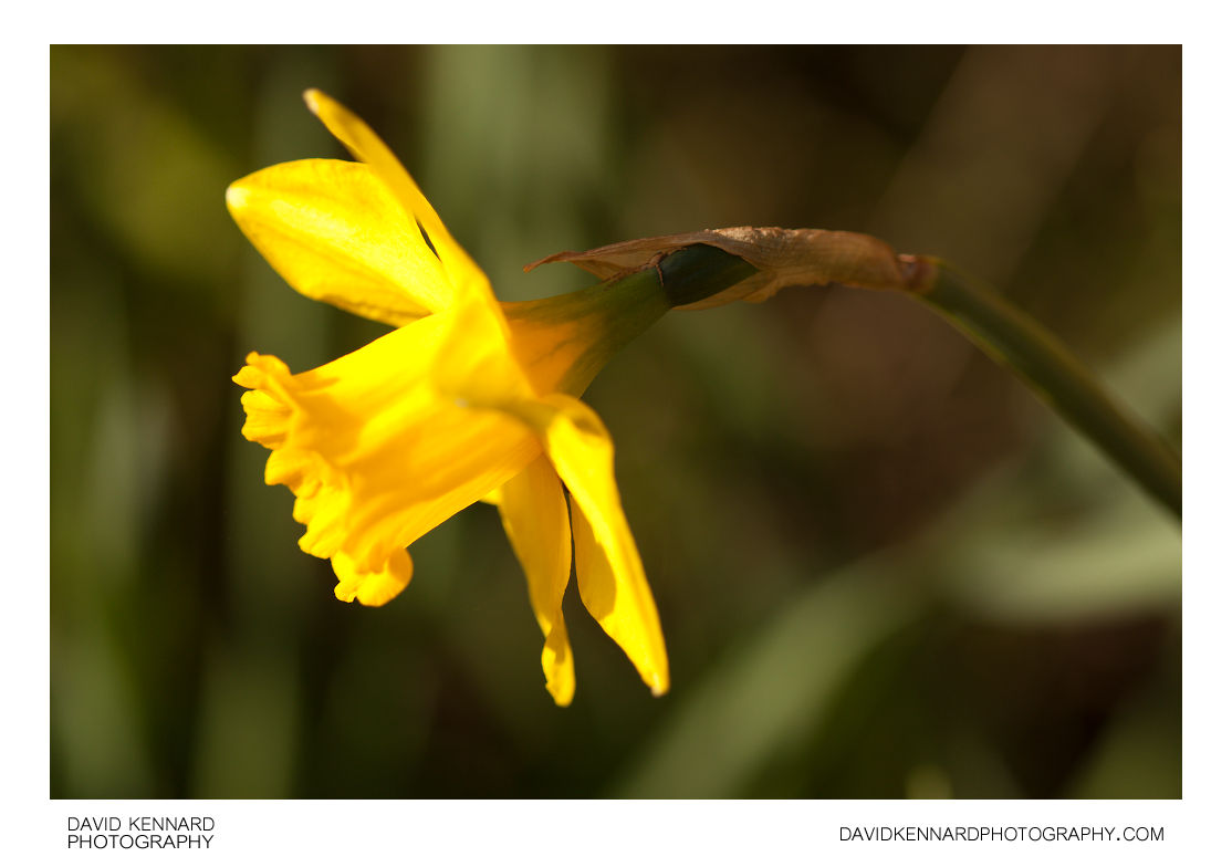Daffodil (Narcissus) flower · David Kennard Photography