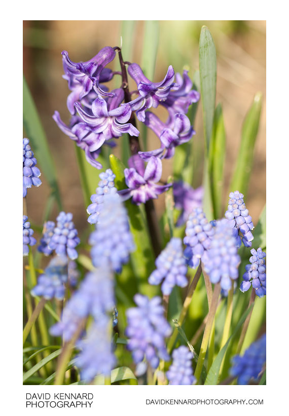 Common Hyacinth (Hyacinthus orientalis) and Grape Hyacinth (Muscari sp ...