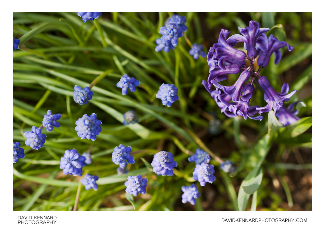 Common Hyacinth (Hyacinthus orientalis) and Grape Hyacinth (Muscari sp ...
