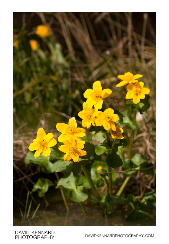 Flowering Kingcup (Caltha palustris) (I) · David Kennard Photography