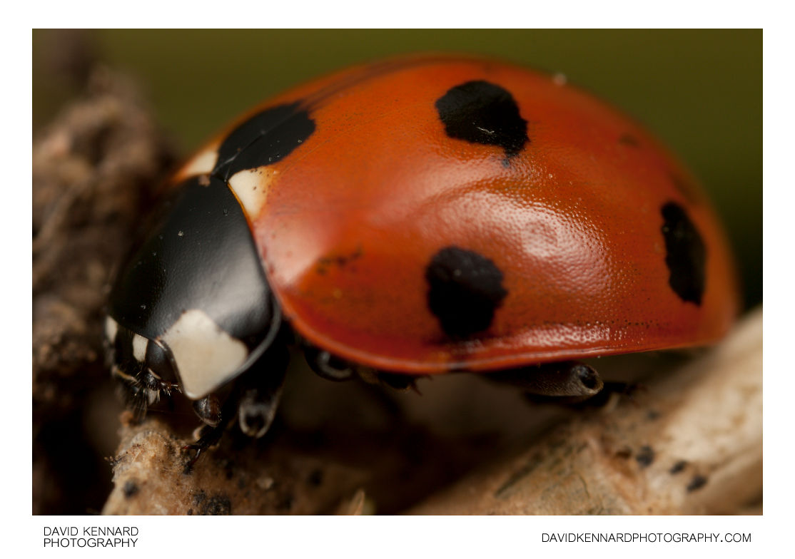 Seven-spotted ladybird (Coccinella septempunctata) (V) · David Kennard ...