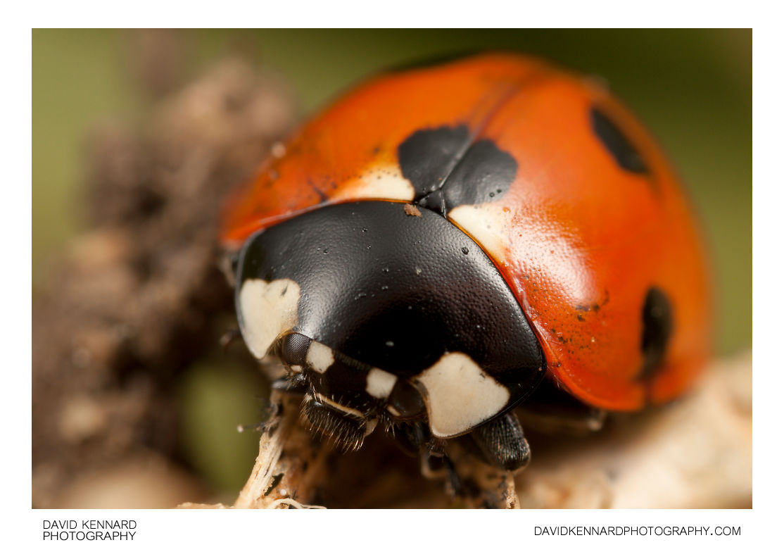 Seven-spotted ladybird (Coccinella septempunctata) (VI) · David Kennard ...