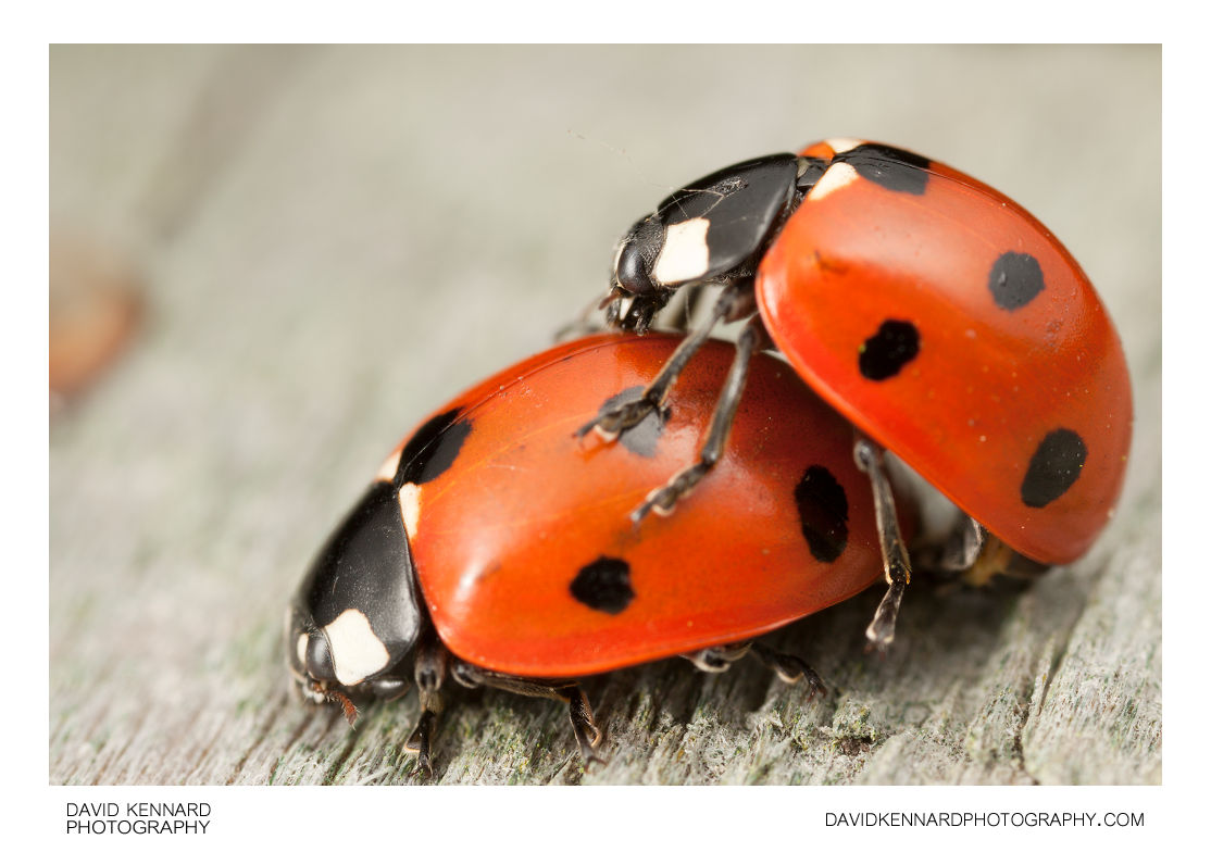 Seven-spotted ladybird (Coccinella septempunctata) (VIII) · David ...