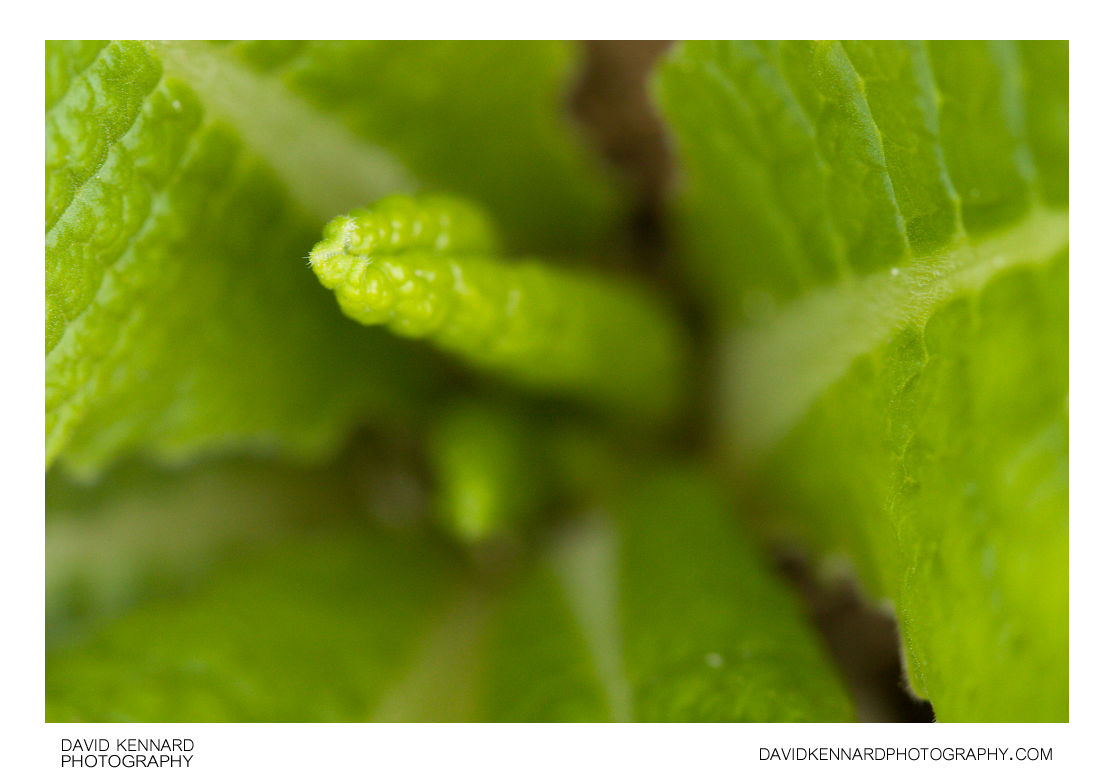 Primrose (Primula vulgaris) leaves · David Kennard Photography