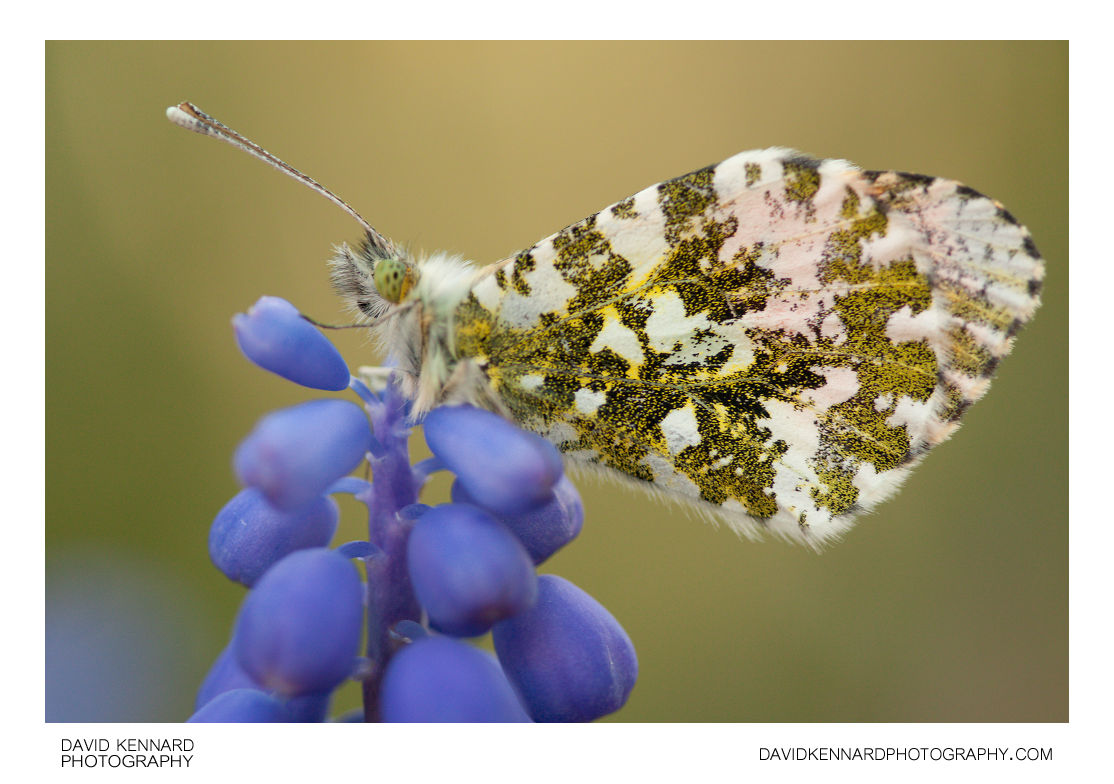 Male Orange Tip (Anthocharis cardamines) butterfly (I) · David Kennard ...