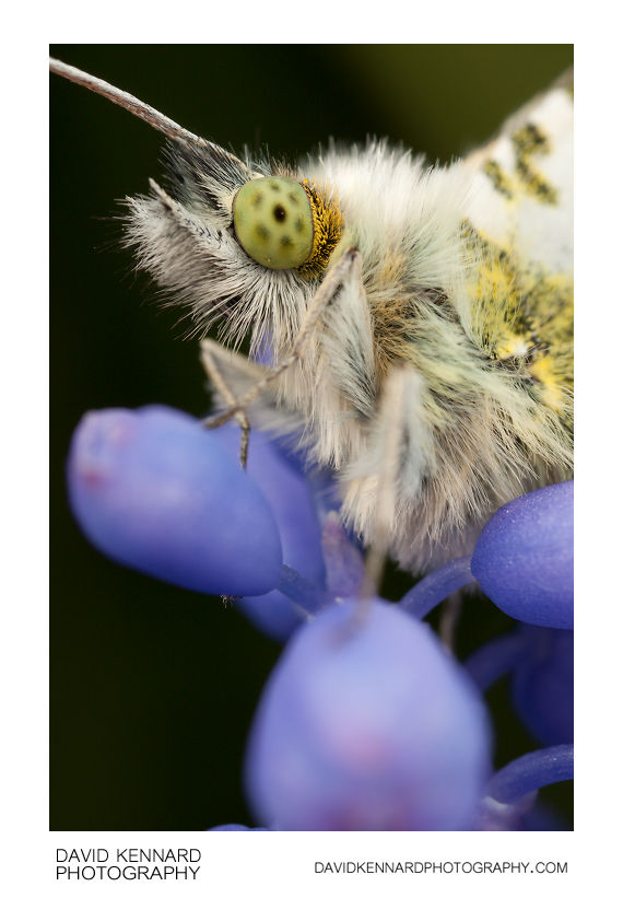 Male Orange Tip (Anthocharis cardamines) butterfly (VIII) · David ...