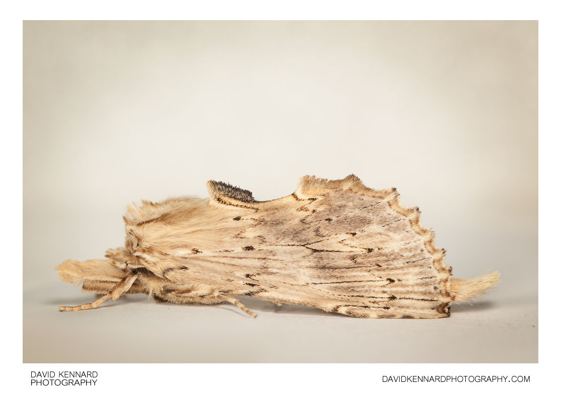 Pale Prominent moth (Pterostoma palpina) side view · David Kennard ...