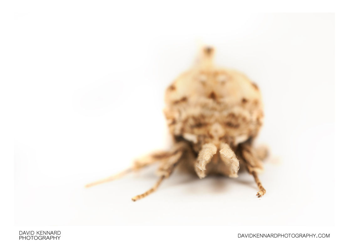 Pale Prominent moth (Pterostoma palpina) (II) · David Kennard Photography