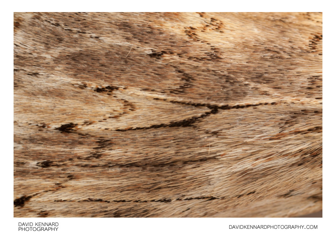 Pale Prominent moth (Pterostoma palpina) cross-lines (I) · David ...
