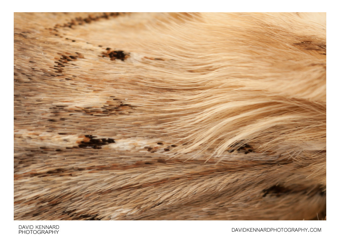 Pale Prominent moth (Pterostoma palpina) cross-lines (II) · David ...