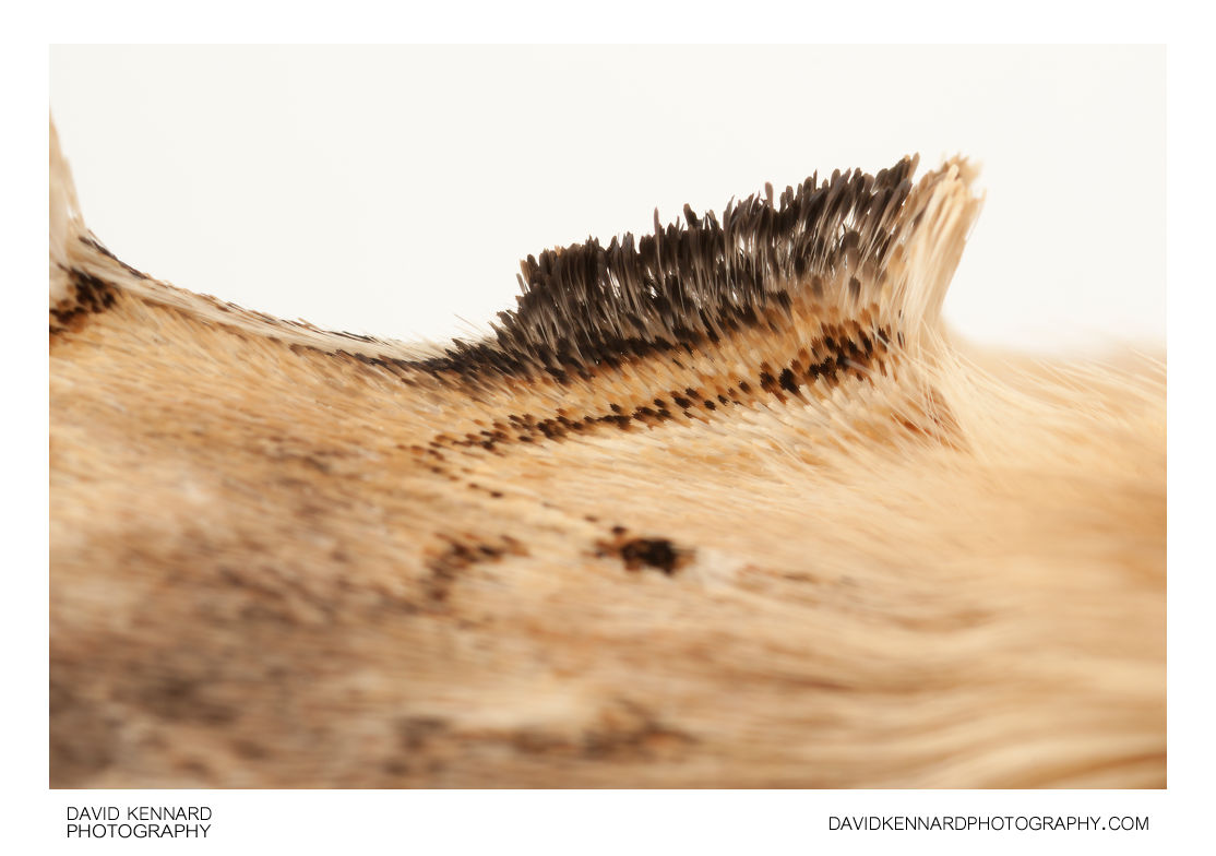 Pale Prominent moth (Pterostoma palpina) trailing edge tuft · David ...