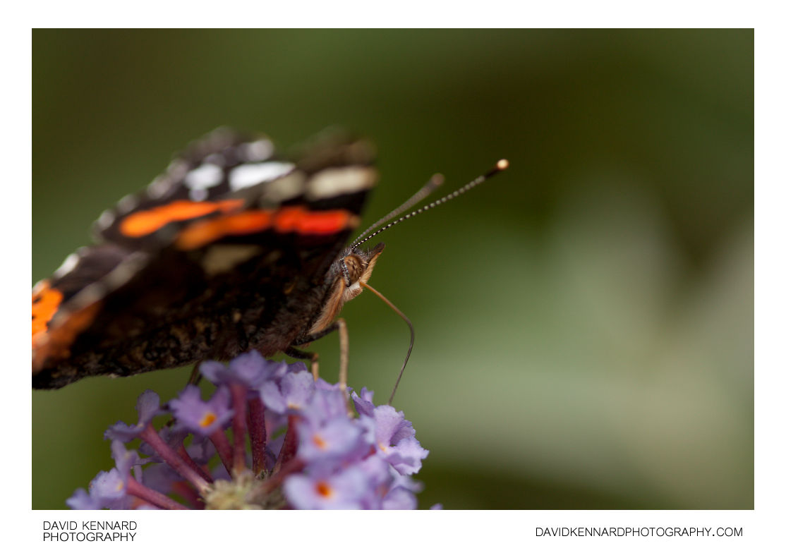 Red Admiral Butterfly (Vanessa atalanta) (XVIII) · David Kennard ...