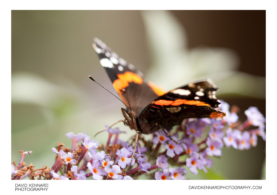 Red Admiral Butterfly (Vanessa atalanta) (XX) · David Kennard Photography