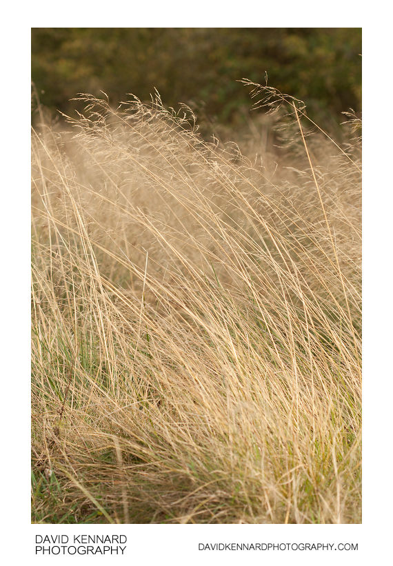 Tufted Hairgrass (Deschampsia cespitosa) (IV) · David Kennard Photography