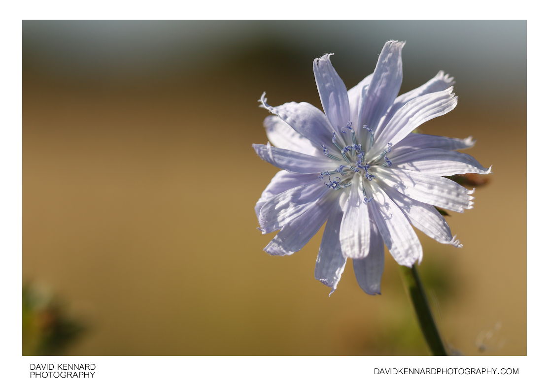 Common chicory (Cichorium intybus) flower (II) · David Kennard Photography