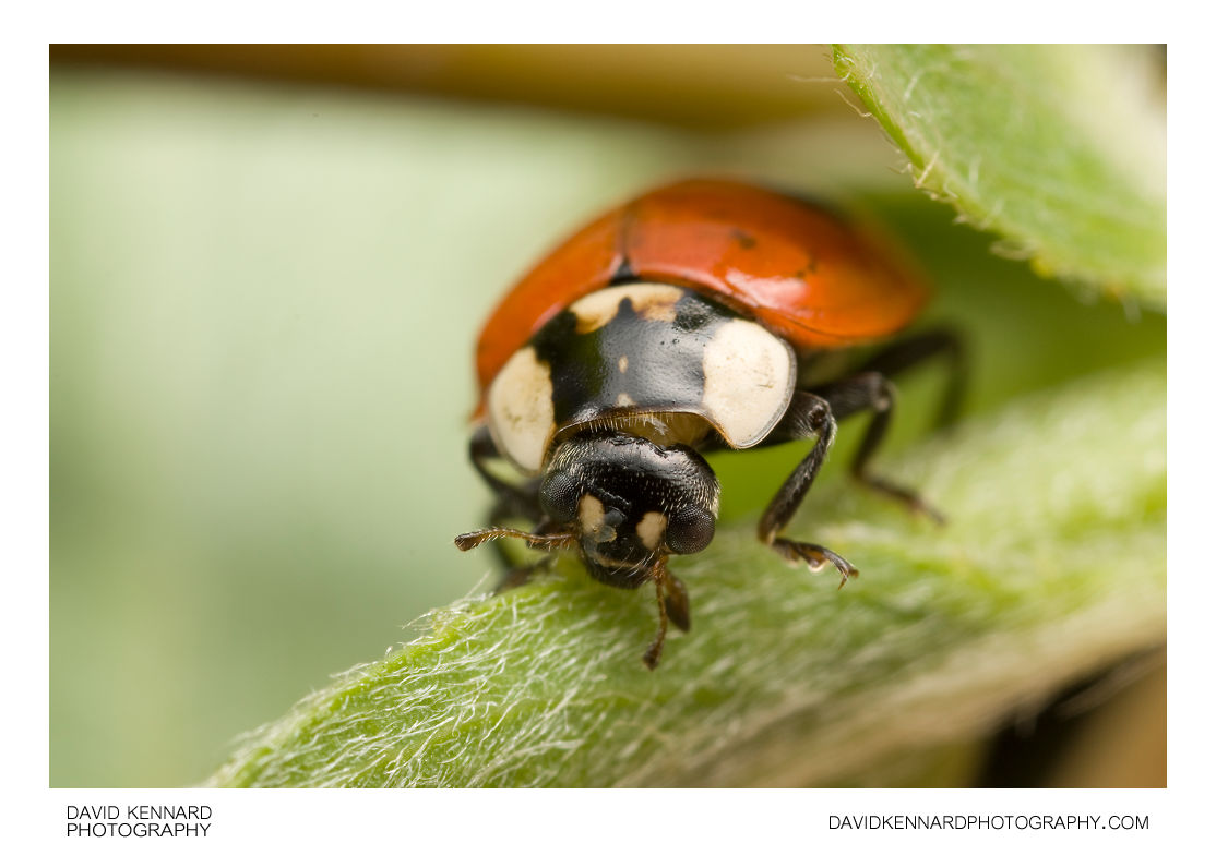 Two-spot Ladybird (Adalia bipunctata) (V) · David Kennard Photography