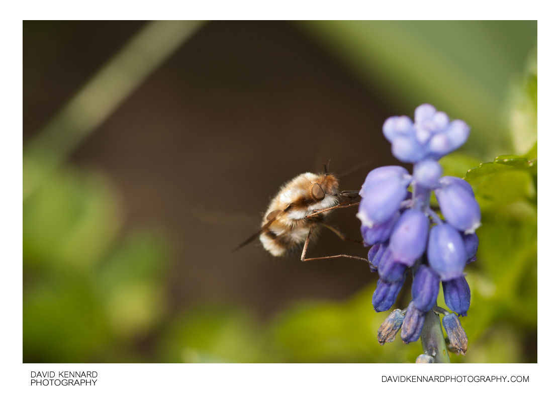 Greater Bee Fly (Bombylius major) feeding (I) · David Kennard Photography