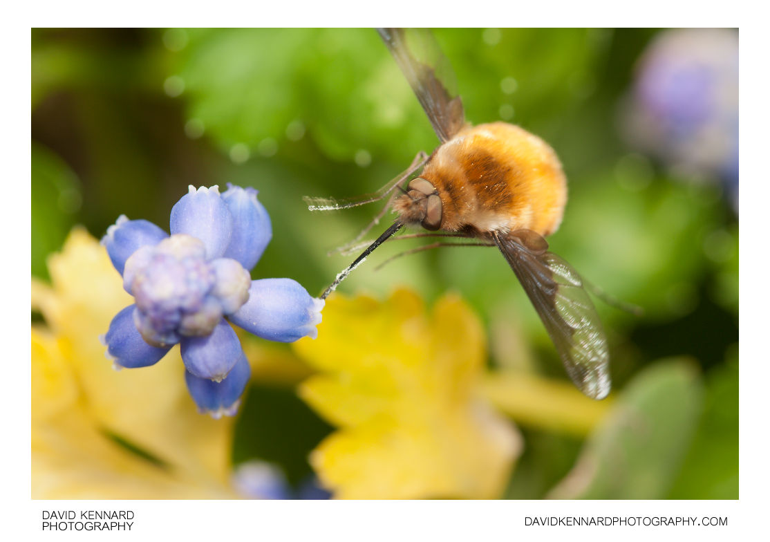 Greater Bee Fly (Bombylius major) feeding (III) · David Kennard Photography
