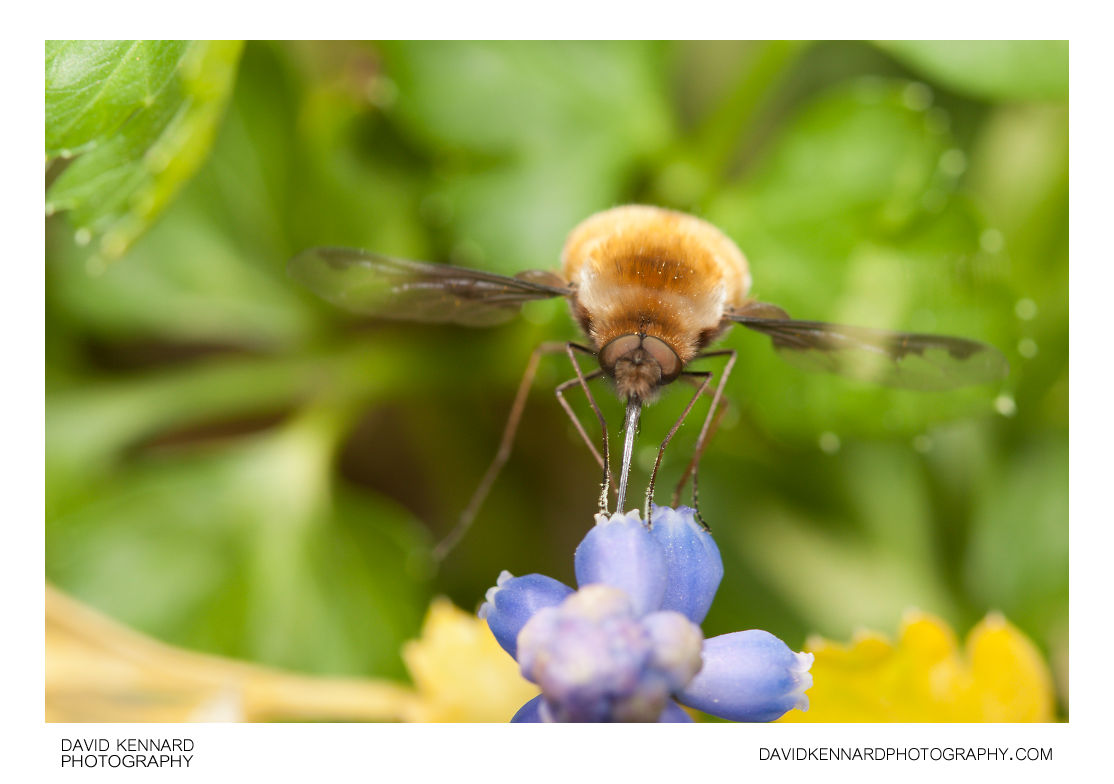 Greater Bee Fly (Bombylius major) feeding (IV) · David Kennard Photography