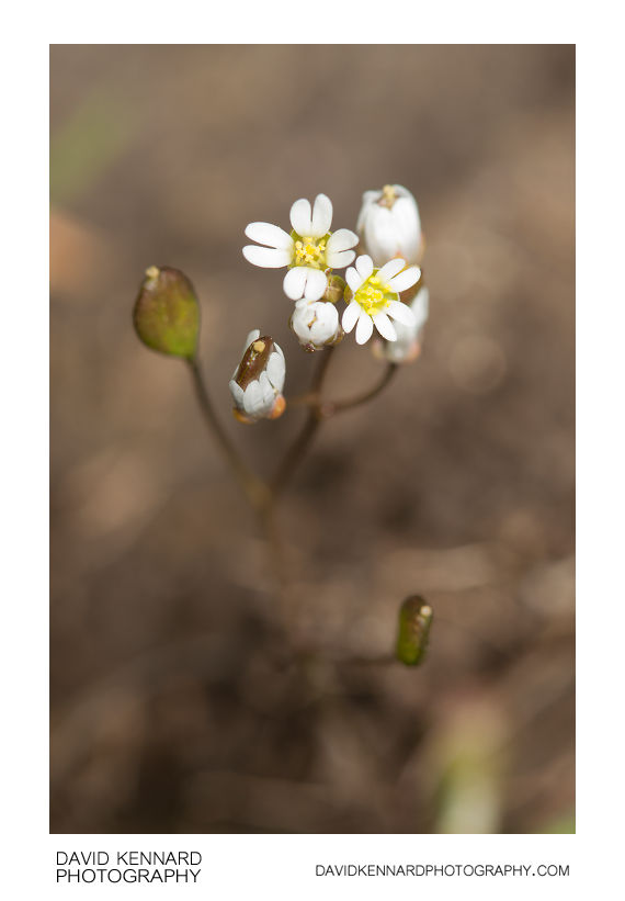 Common Whitlow-grass (Draba verna) (I) · David Kennard Photography
