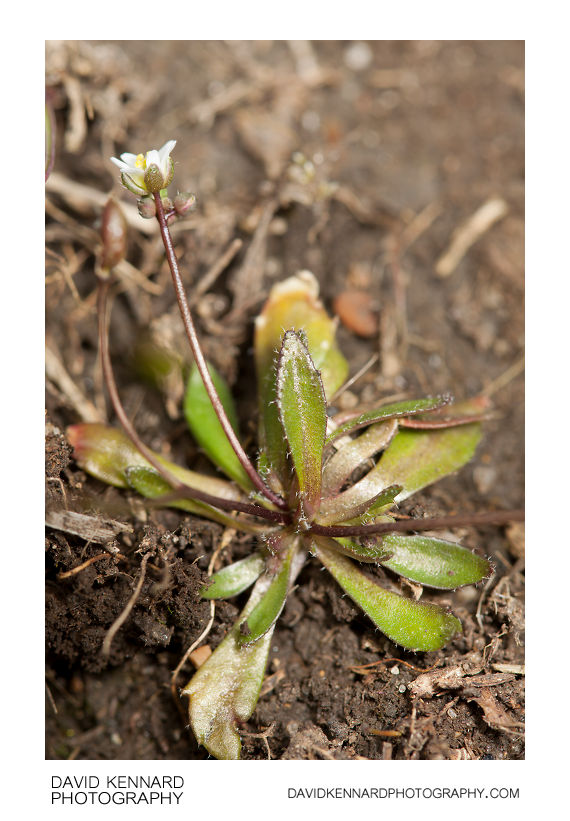 Common Whitlow-grass (Draba verna) (II) · David Kennard Photography