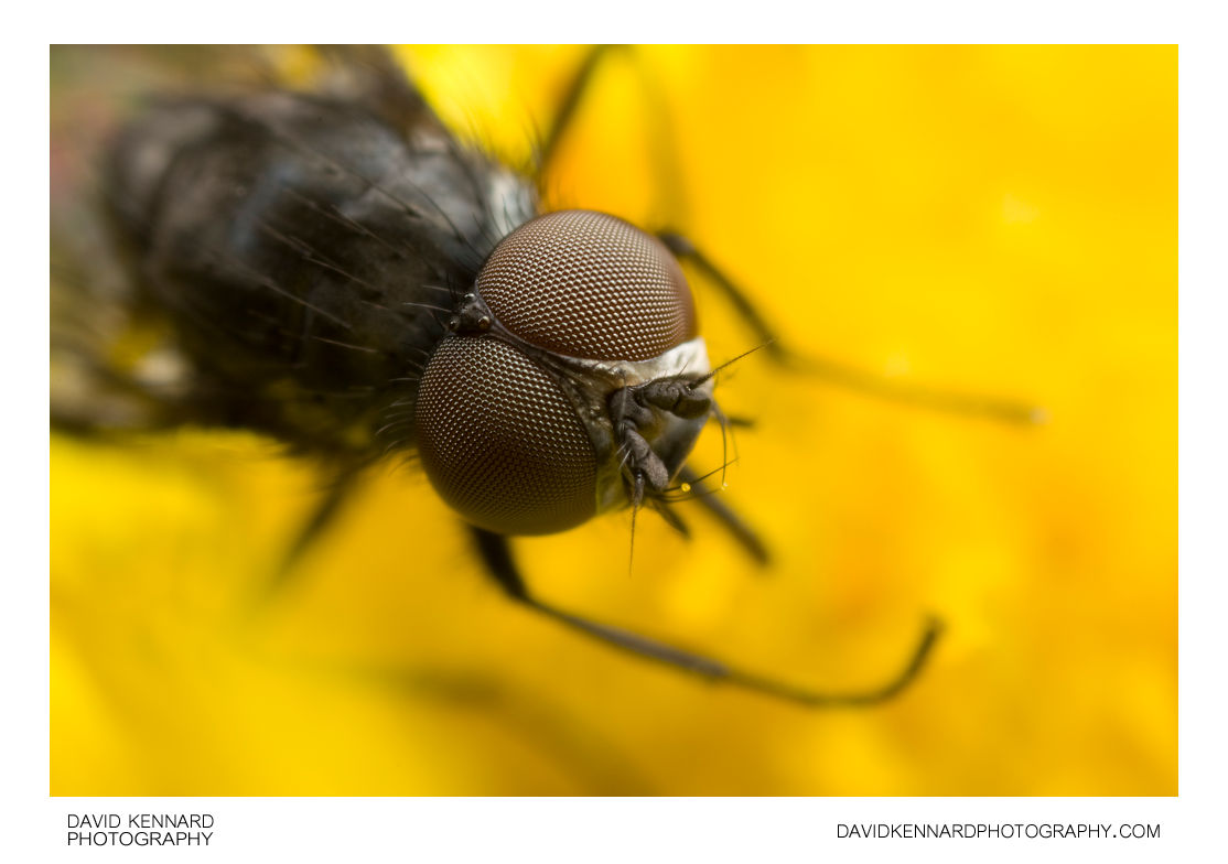 Delia Platura fly (male) (II) · David Kennard Photography