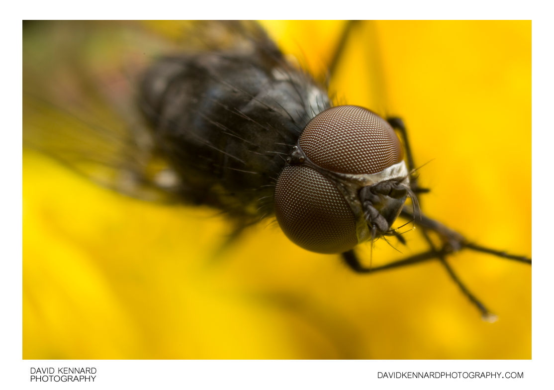 Delia Platura fly (male) (III) · David Kennard Photography