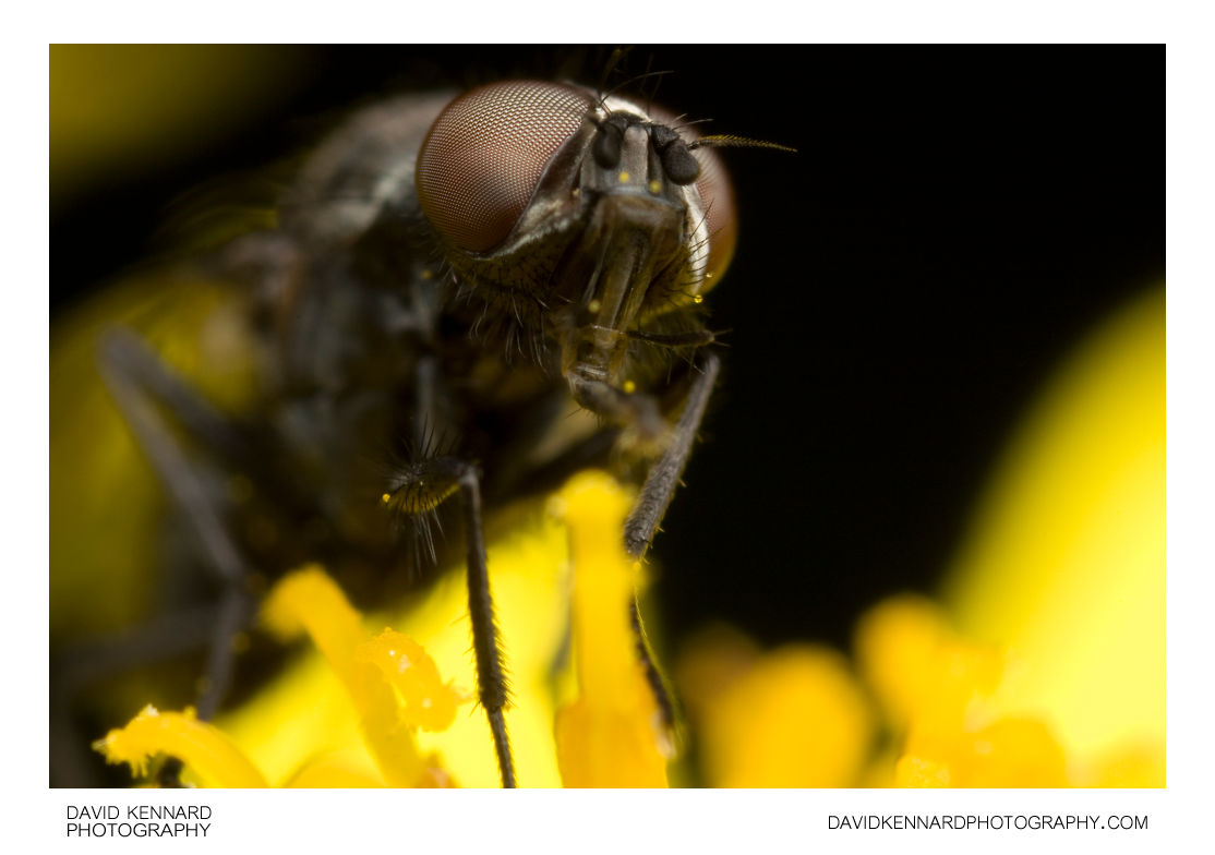 Delia Platura fly (male) (IV) · David Kennard Photography