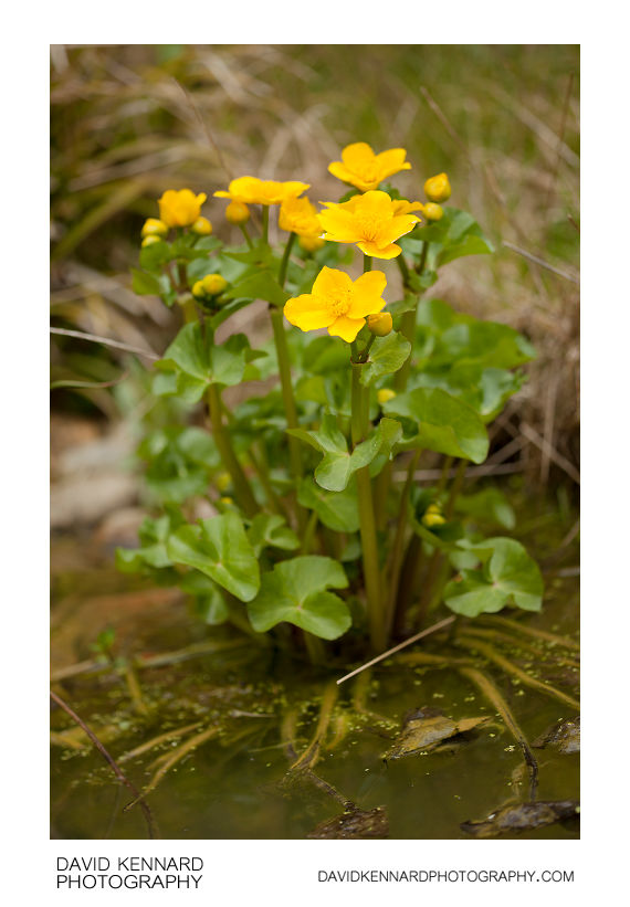 Kingcup (Caltha palustris) in flower (I) · David Kennard Photography