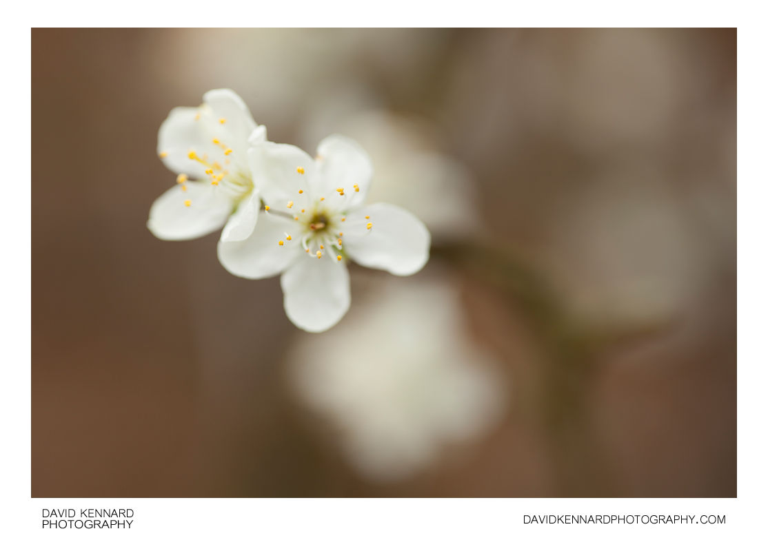 Victoria Plum (Prunus Domestica Victoria) blossom (VI) · David Kennard ...