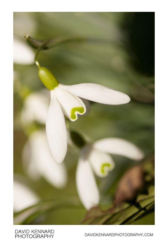 Common Snowdrop (Galanthus nivalis) (X) · David Kennard Photography