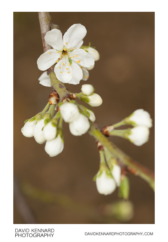 Victoria Plum (Prunus Domestica Victoria) Blossom (VII) · David Kennard ...