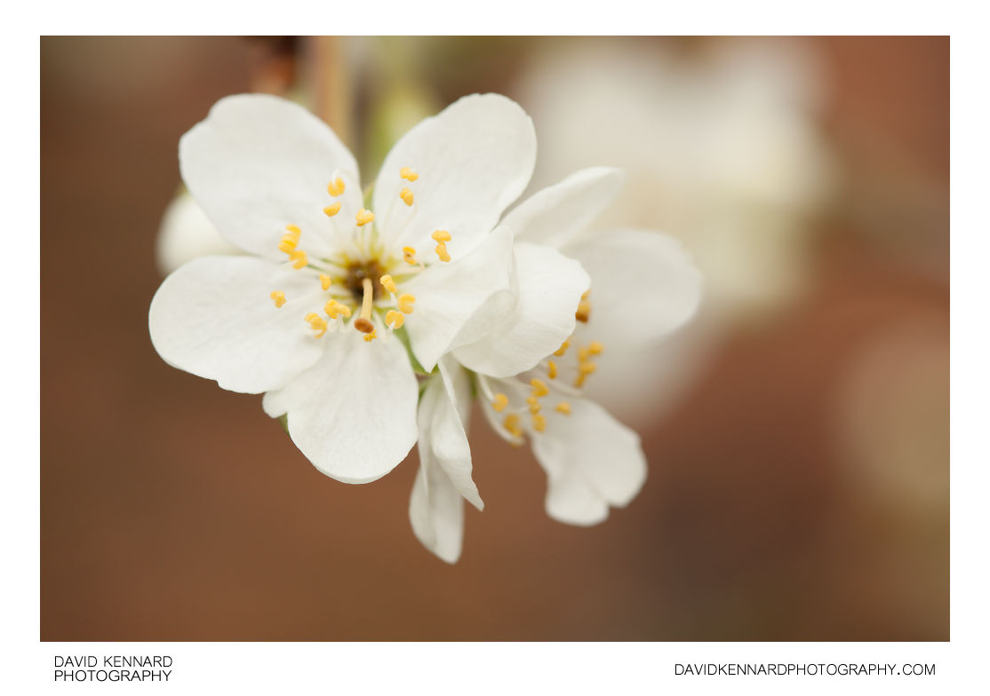 Victoria Plum (Prunus Domestica Victoria) Blossom (VIII) · David ...