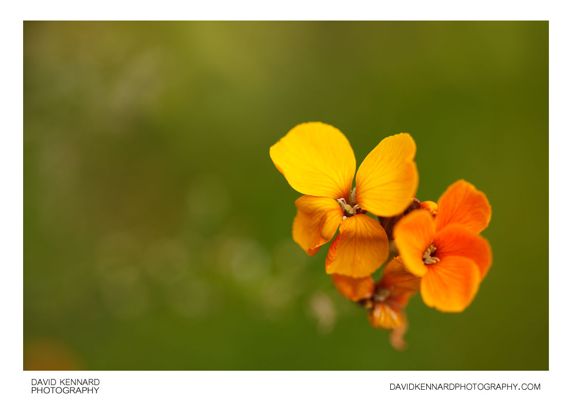 Erysimum cheiri (Aegean wallflower) flowers · David Kennard Photography