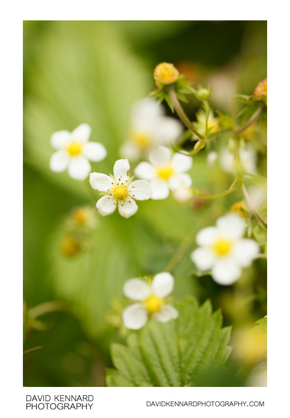 Flowering Wild Strawberry (Fragaria vesca) · David Kennard Photography