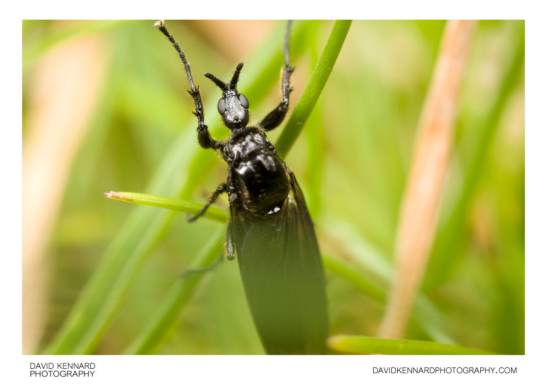 Female March fly (Bibionidae sp, Dilophus febrilis?) (III) · David ...
