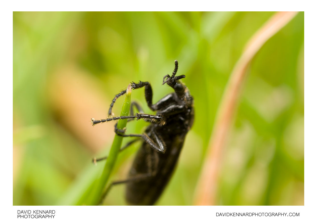 Female March fly (Bibionidae sp, Dilophus febrilis?) (IV) · David ...