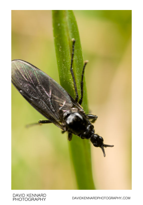 Female March fly (Bibionidae sp, Dilophus febrilis?) (V) · David ...