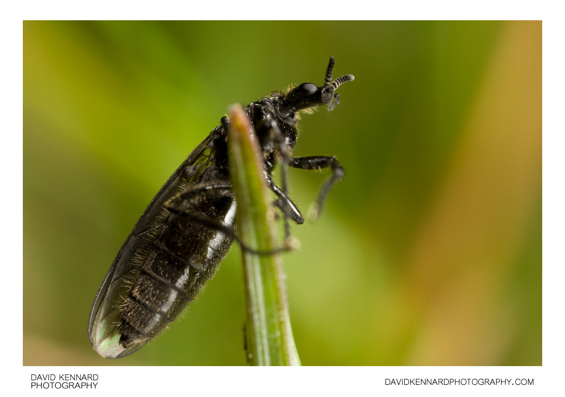 Female March fly (Bibionidae sp, Dilophus febrilis?) (VII) · David ...