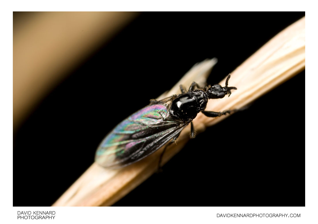 Female March fly (Bibionidae sp, Dilophus febrilis?) (VIII) · David ...