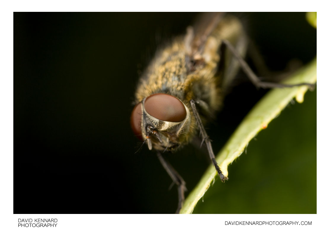 Common Cluster fly (Pollenia rudis) (II) · David Kennard Photography