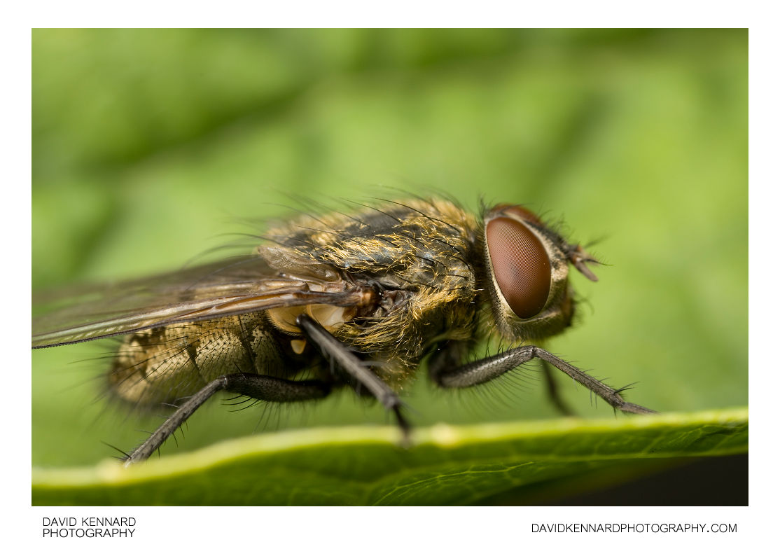Common Cluster fly (Pollenia rudis) (IV) · David Kennard Photography