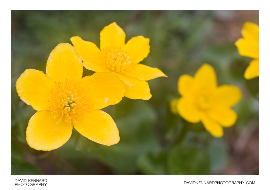 Marsh Marigold (Caltha palustris) · David Kennard Photography