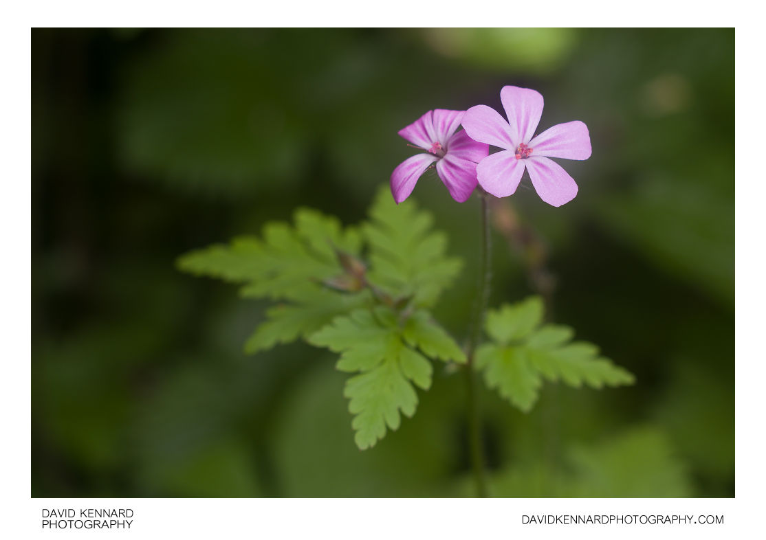 Herb Robert (Geranium robertianum) flower · David Kennard Photography