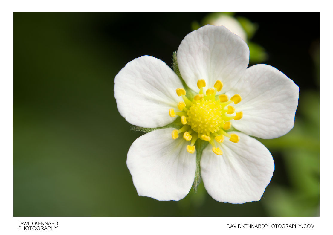 Wild Strawberry (Fragaria vesca) flower · David Kennard Photography