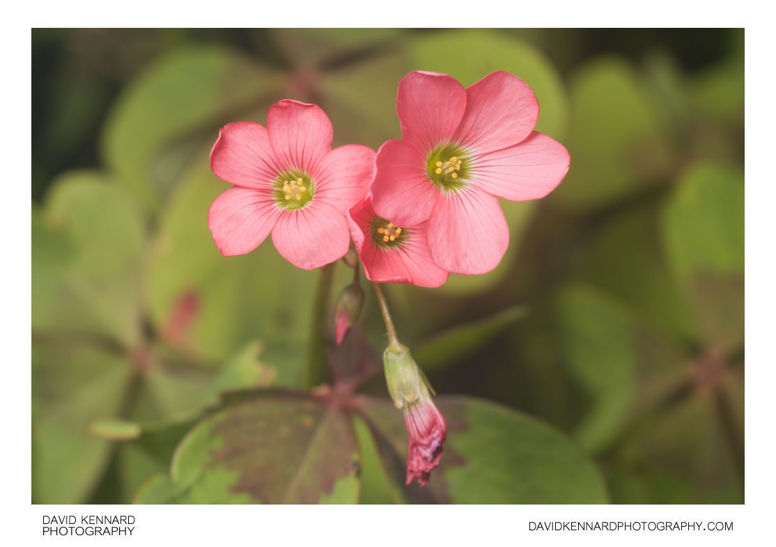 Oxalis tetraphylla (Four-leaved Pink-sorrel) flowers · David Kennard ...