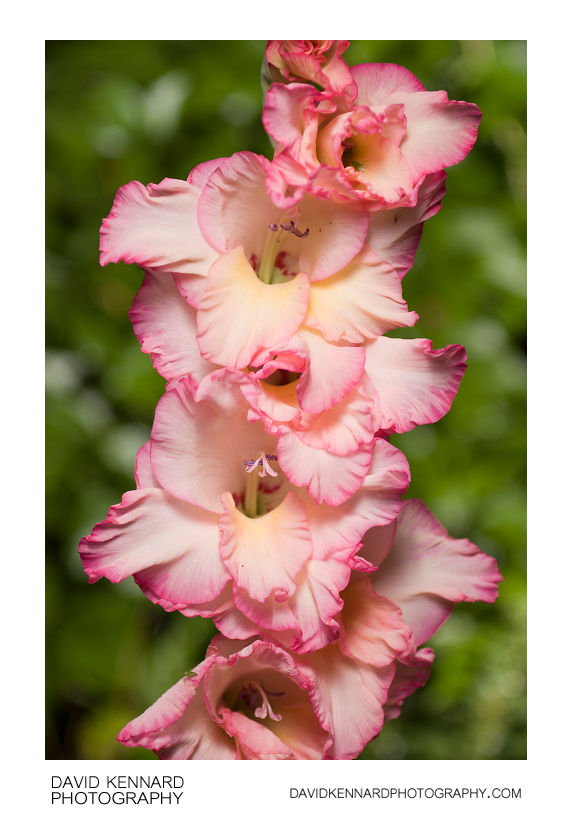 Gladiolus × hortulanus 'Priscilla' flowers · David Kennard Photography
