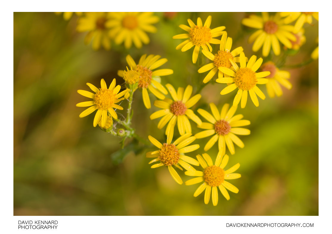 Jacobaea vulgaris (Common Ragwort) flowers · David Kennard Photography