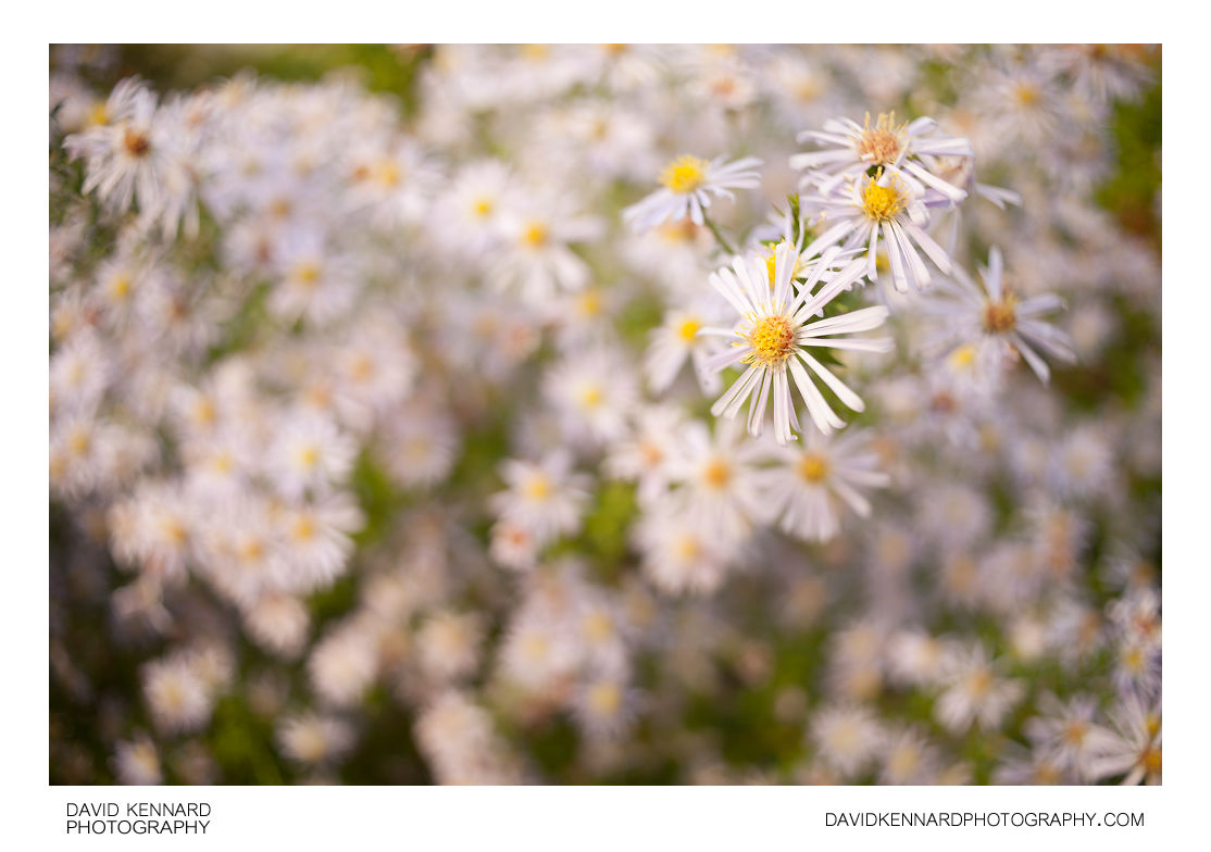 Michaelmas daisies (Aster sp.) (I) · David Kennard Photography